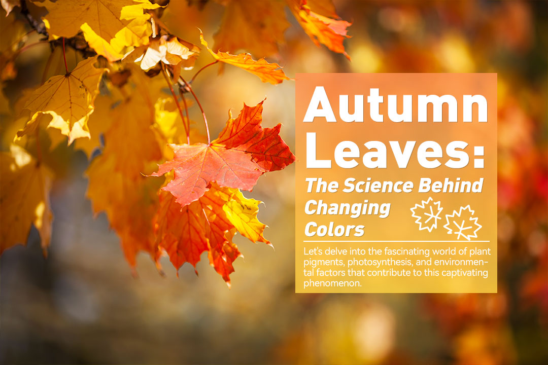 Autumn Leaves: The Science Behind Changing Colors – RainPoint Irrigation