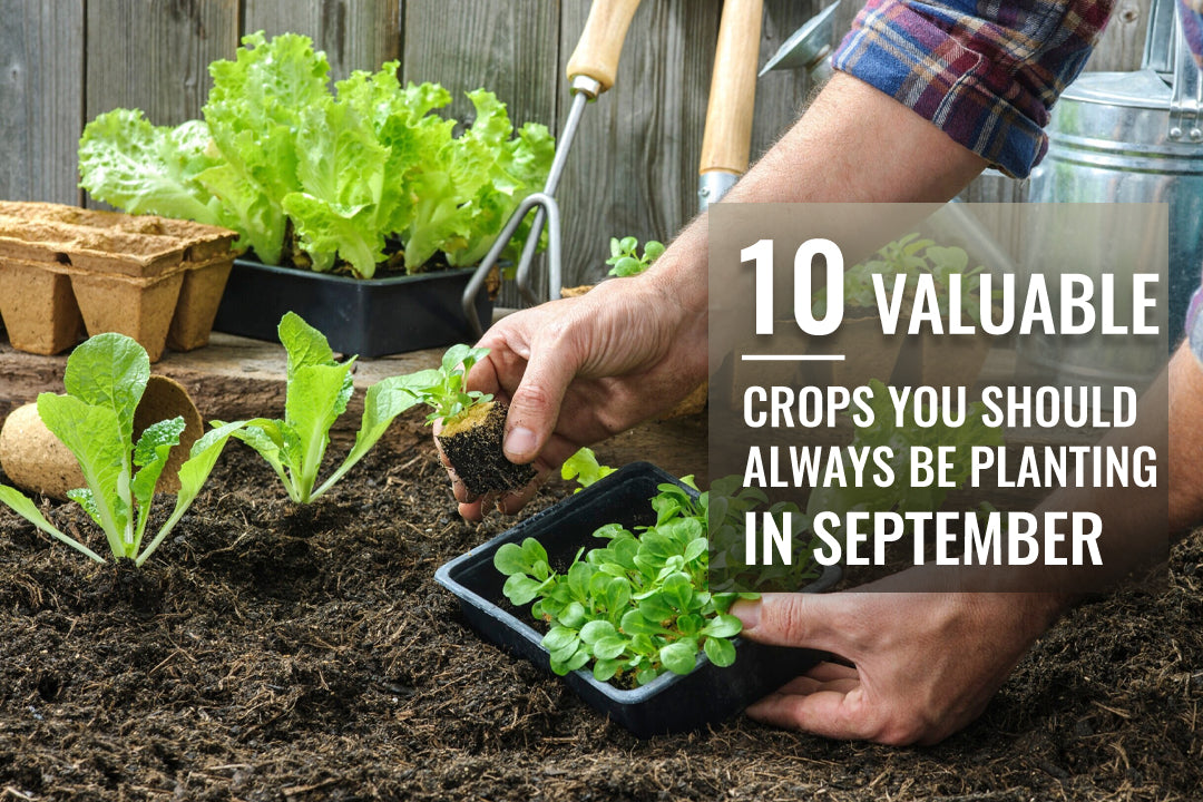 10 Valuable Crops You Should ALWAYS Be Planting in September – RainPoint