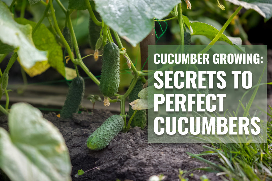 Cucumber Growing Secrets To Perfect Cucumbers Rainpoint