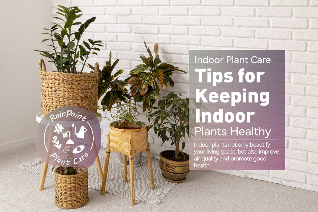 Indoor Plant Care|Tips for Keeping Indoor Plants Healthy – RainPoint