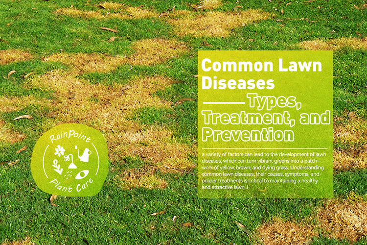 Common Lawn Diseases: Types, Treatment, and Prevention – RainPoint