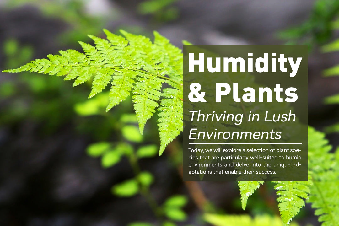 Humidity and Plants: Thriving in Lush Environments – RainPoint