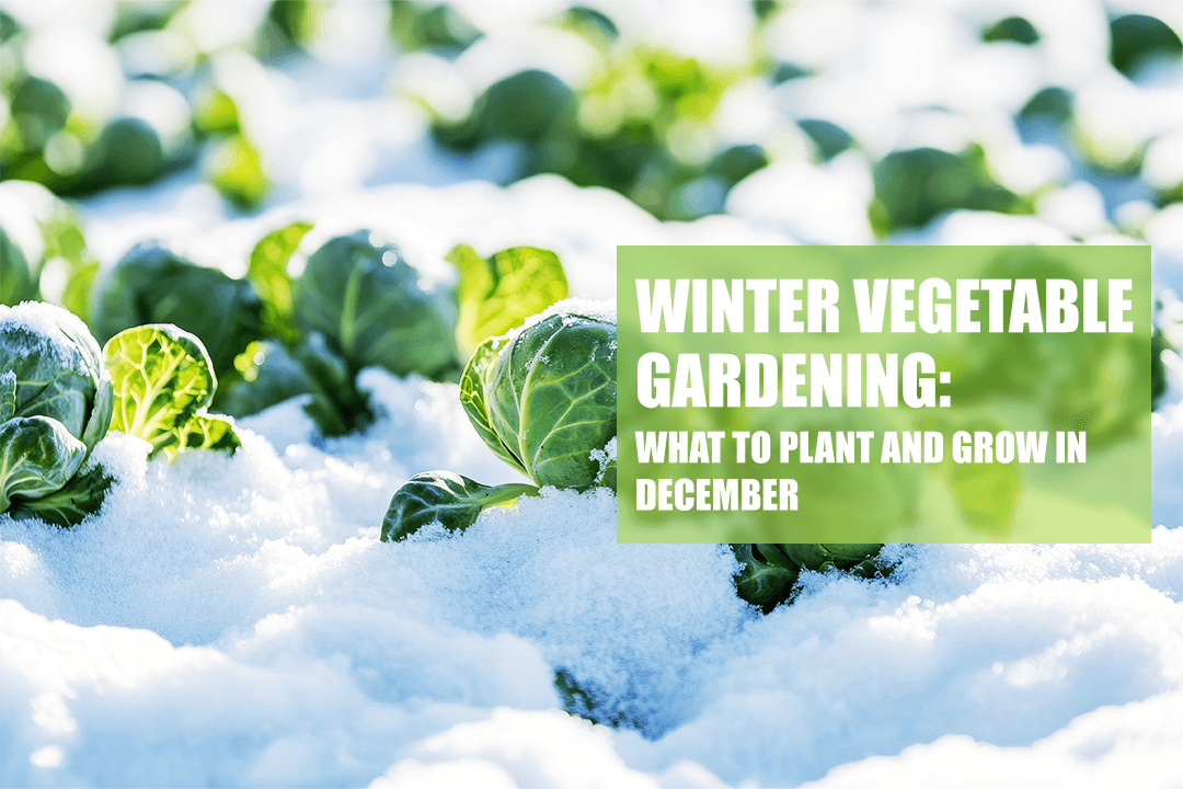 Winter Vegetable Gardening: What to Plant and Grow in December – RainPoint