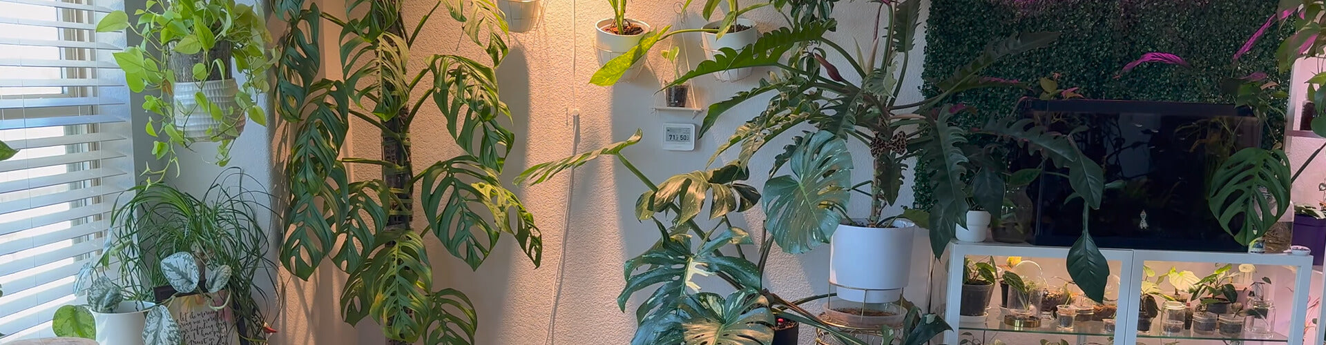 Indoor garden - Automatic Watering System – RainPoint